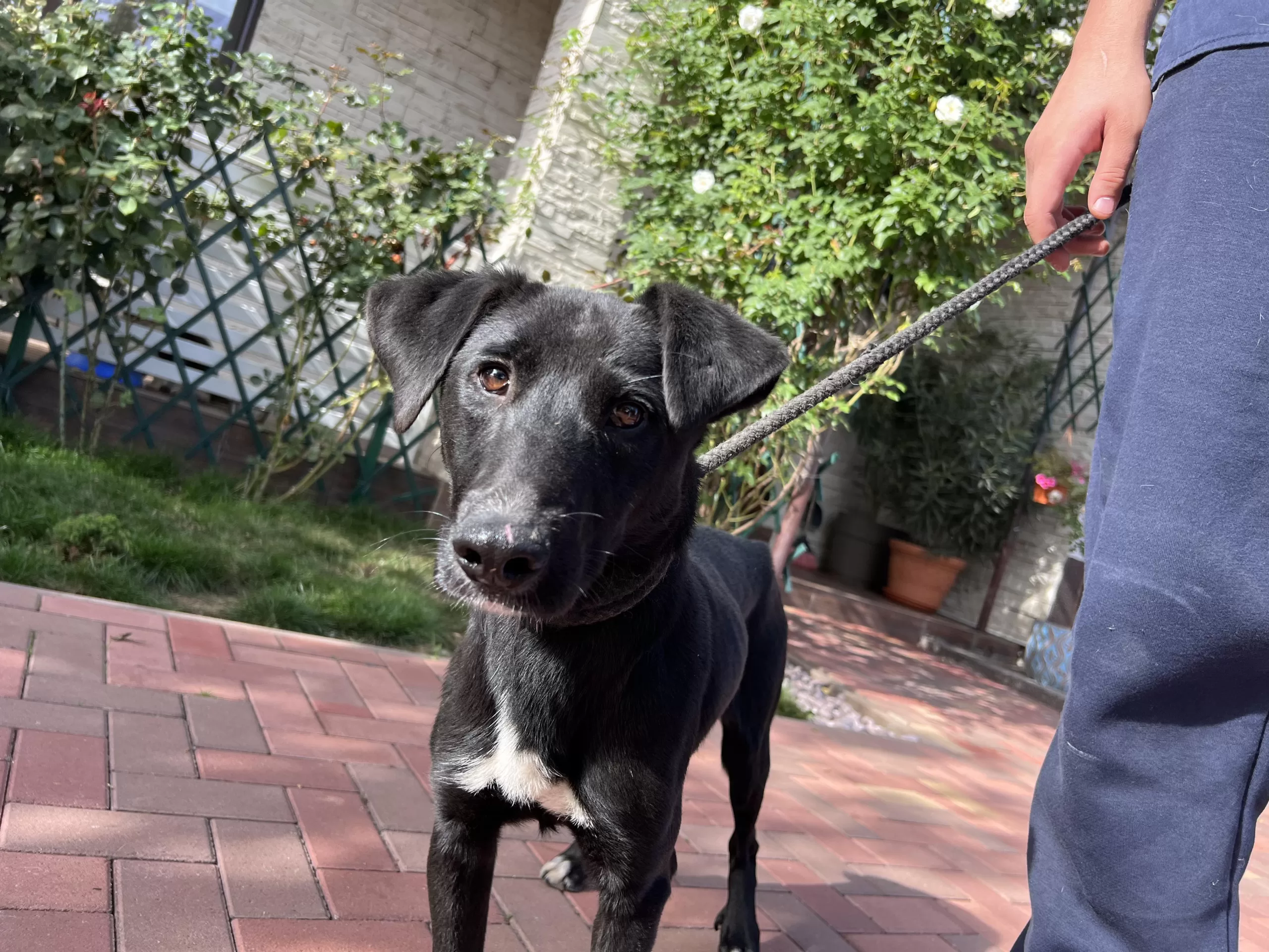 Rescue Dogs Available in the UK | Macedonia Dogs for Adoption