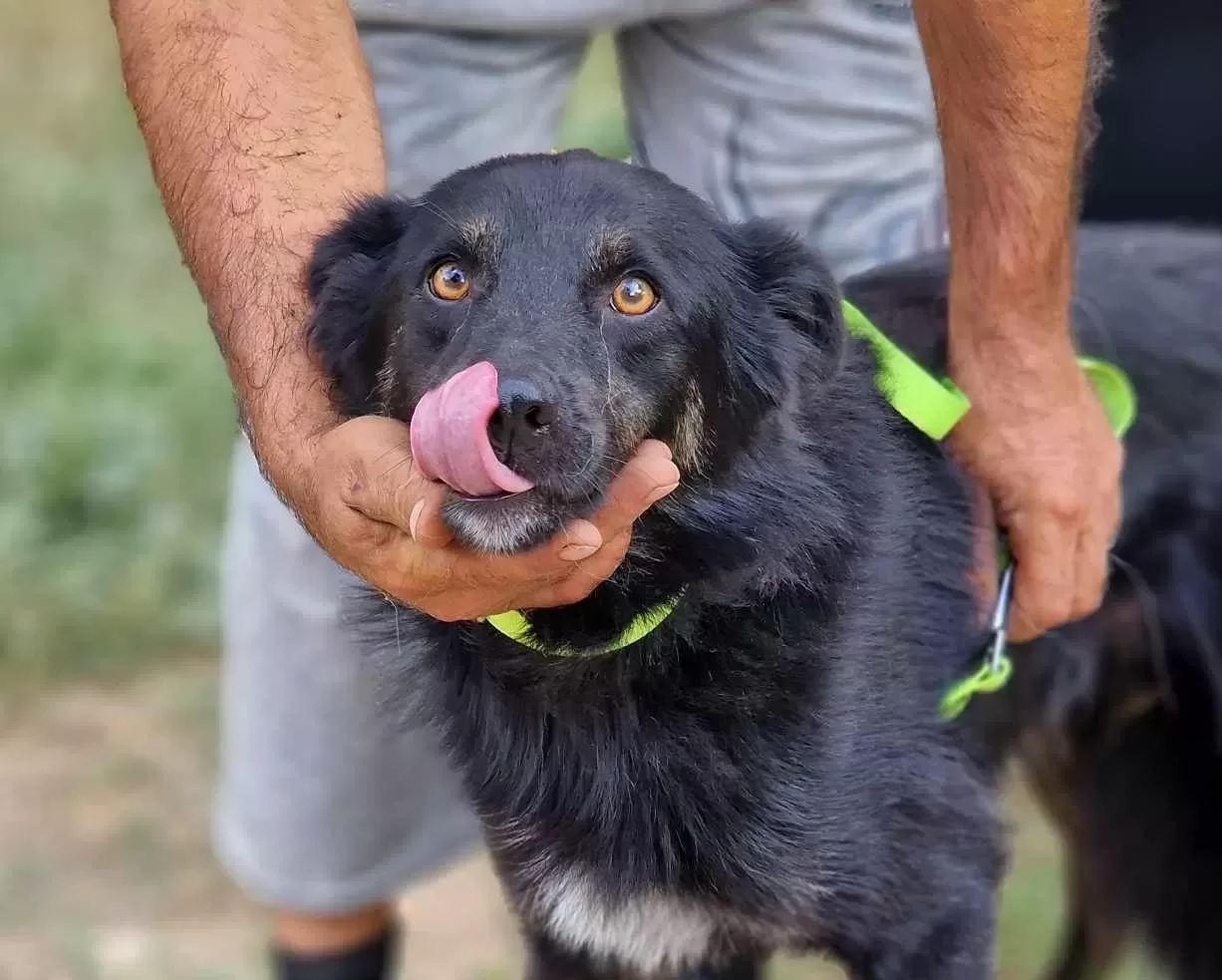 Rescue Dogs Available in the UK | Macedonia Dogs for Adoption