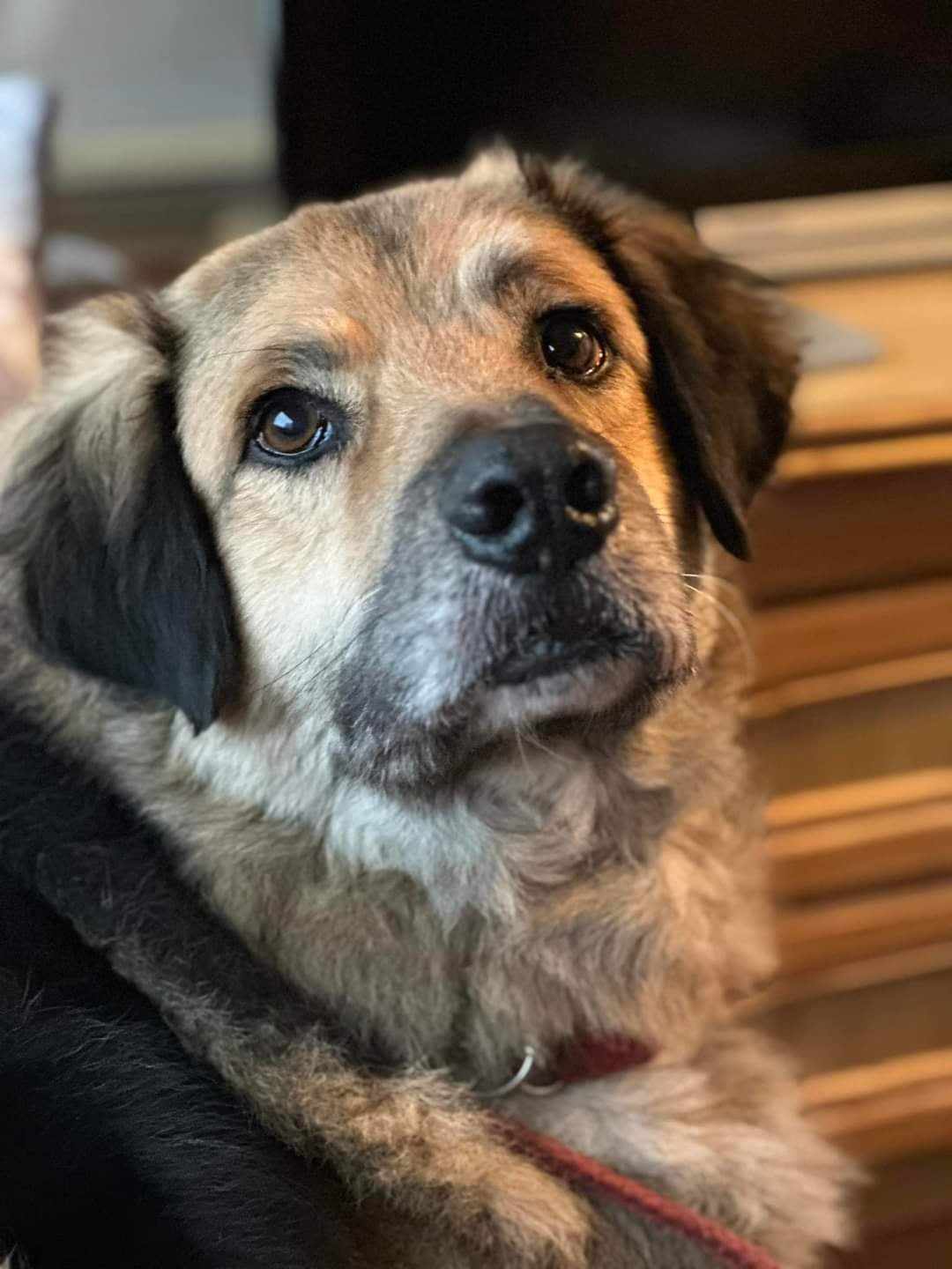 Rescue Dogs Available in the UK | Macedonia Dogs for Adoption