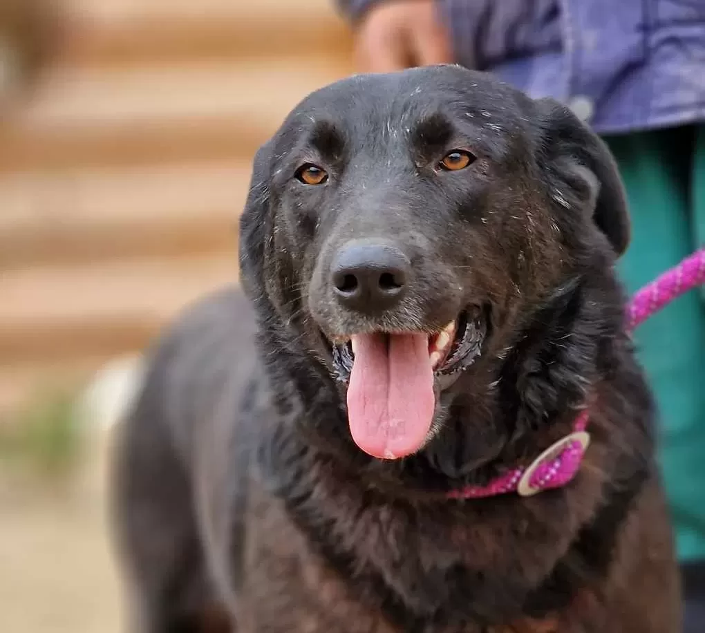 Rescue Dogs Available in the UK | Macedonia Dogs for Adoption