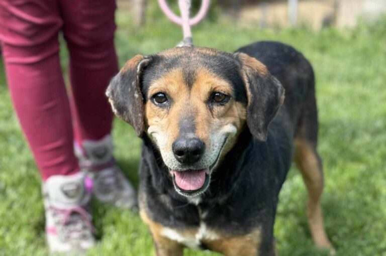 Rescue Dogs Available in the UK | Macedonia Dogs for Adoption