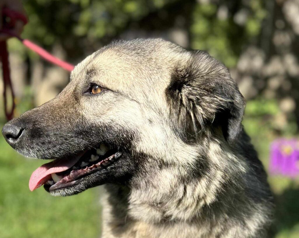 Rescue Dogs Available in the UK | Macedonia Dogs for Adoption