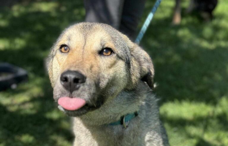 Rescue Dogs Available in the UK | Macedonia Dogs for Adoption