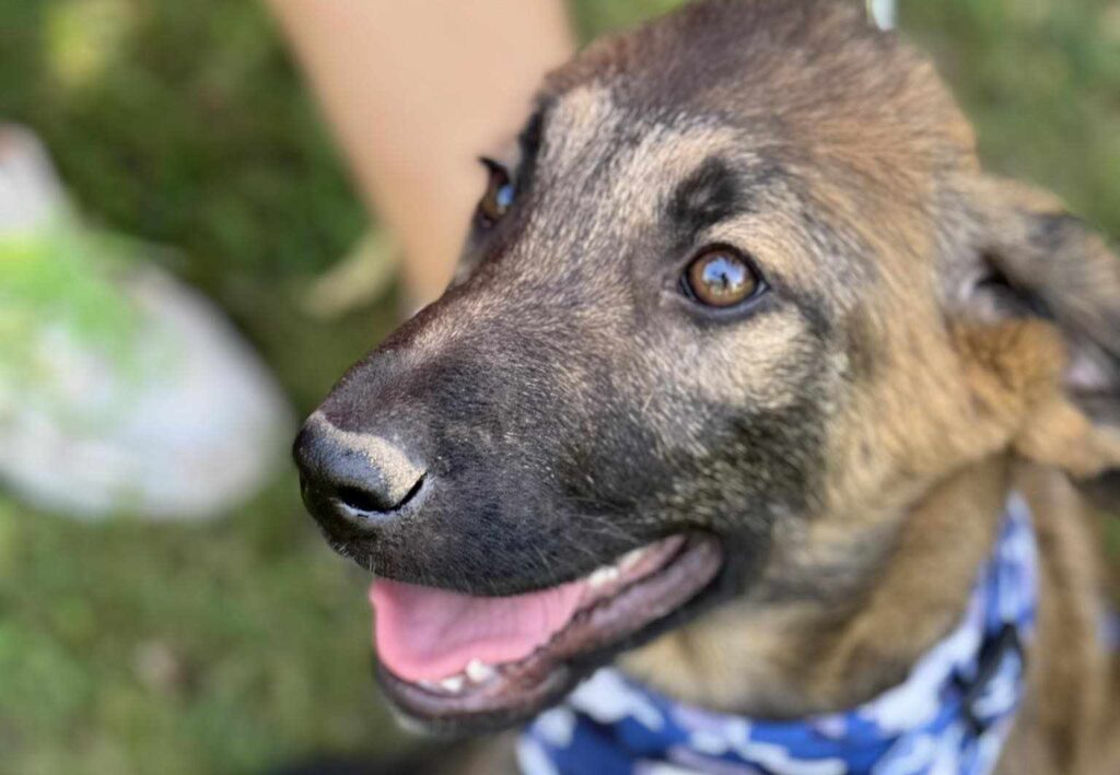 Rescue Dogs Available in the UK | Macedonia Dogs for Adoption