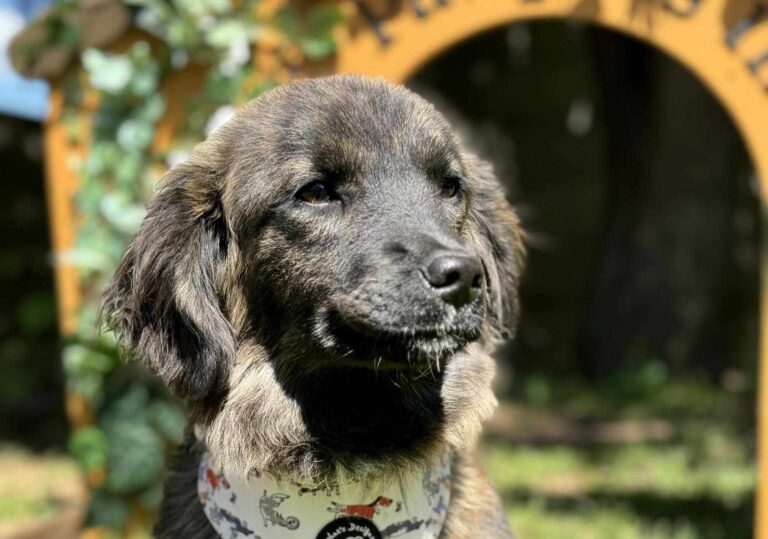 Rescue Dogs Available in the UK | Macedonia Dogs for Adoption