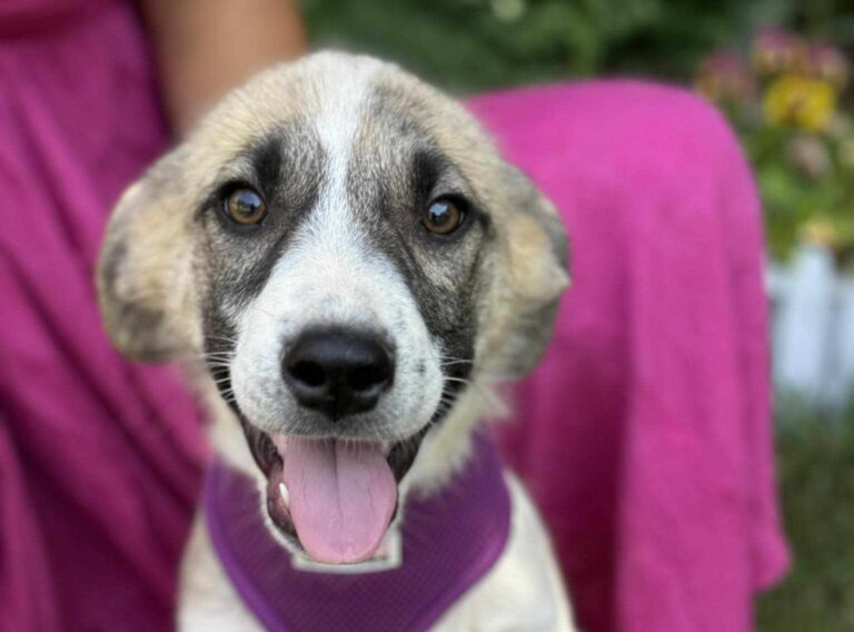 Rescue Dogs Available in the UK | Macedonia Dogs for Adoption