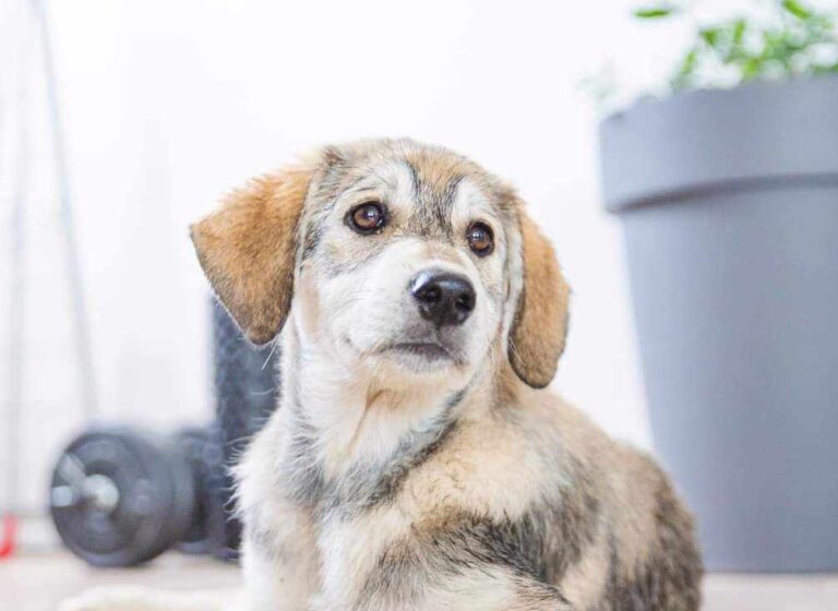 Rescue Dogs Available in the UK | Macedonia Dogs for Adoption