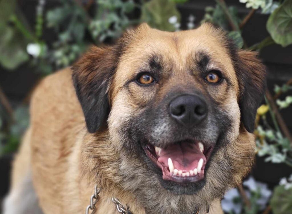 Rescue Dogs Available in the UK | Macedonia Dogs for Adoption