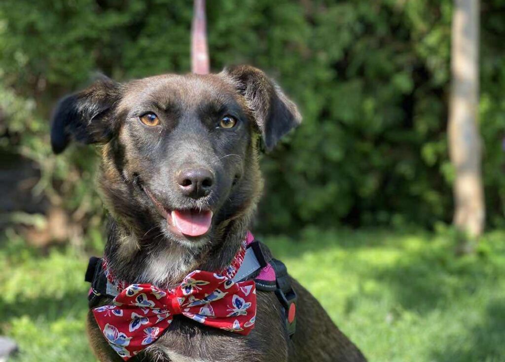 Rescue Dogs Available in the UK | Macedonia Dogs for Adoption