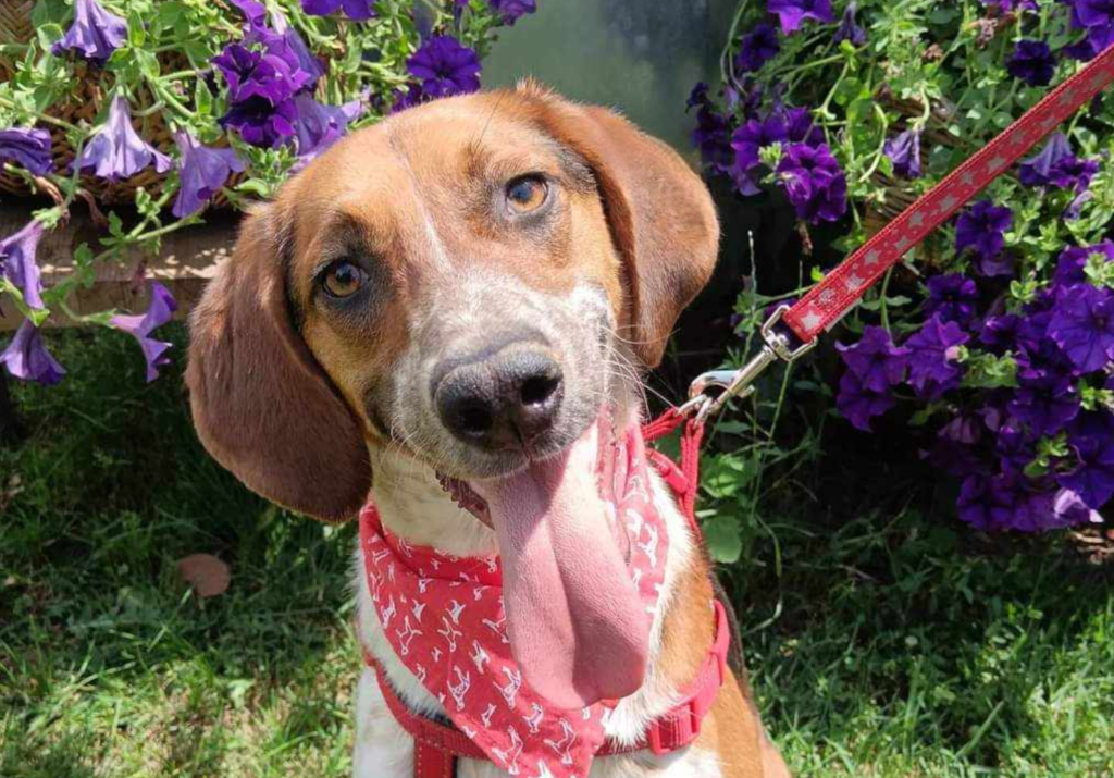 Rescue Dogs Available in the UK | Macedonia Dogs for Adoption