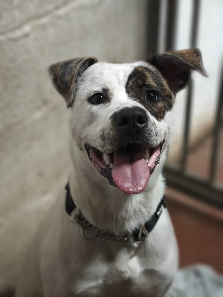 Maggie Mabel - Doggy Dens UK Rescue