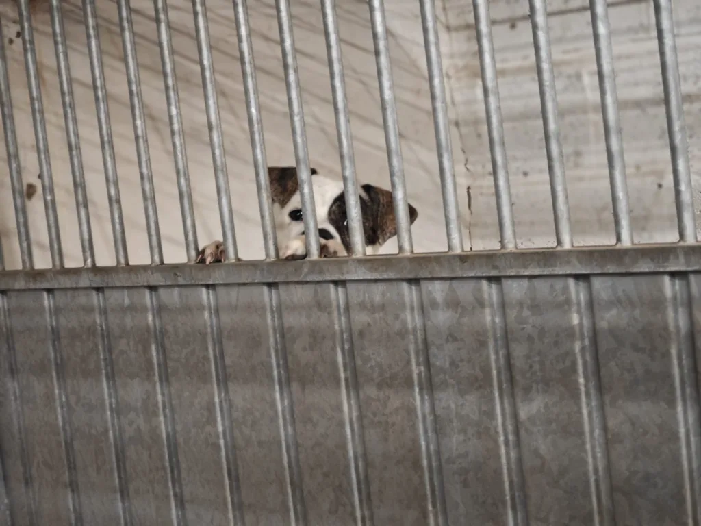 Maggie Mabel - Doggy Dens UK Rescue