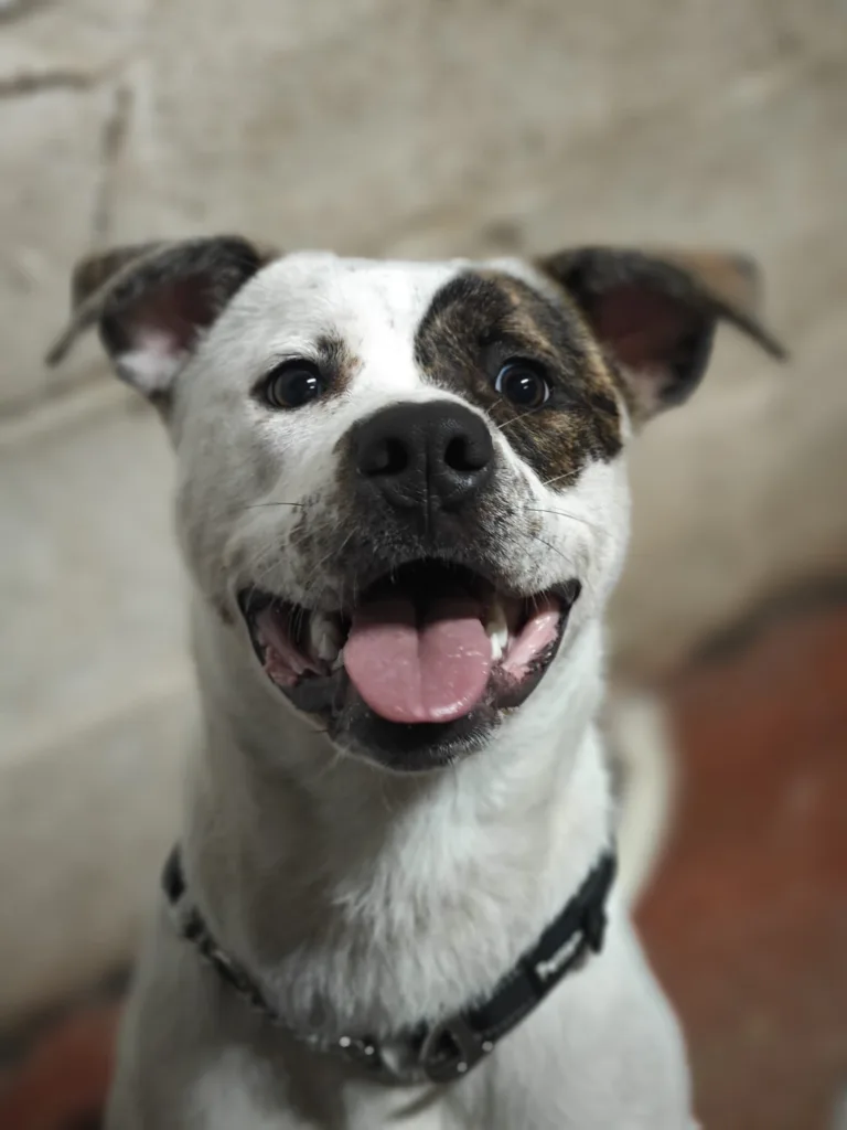 Maggie Mabel - Doggy Dens UK Rescue